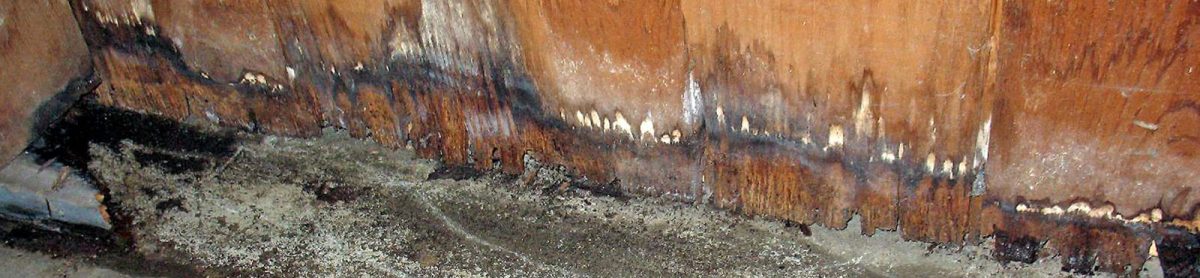 Hidden Mold Infestation Source Detection American Mold Inspections hidden-mold-infestation-source-detection-american-mold-inspections